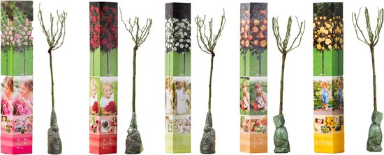 NatureNest - Mini stamroos mix - Meillandina Mini - 5 stuks - 55-70 cm ...