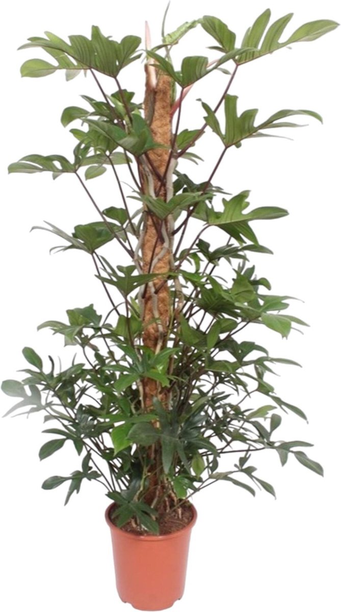 Philodendron Pedatum Mosstok - 160 cm | bol.com