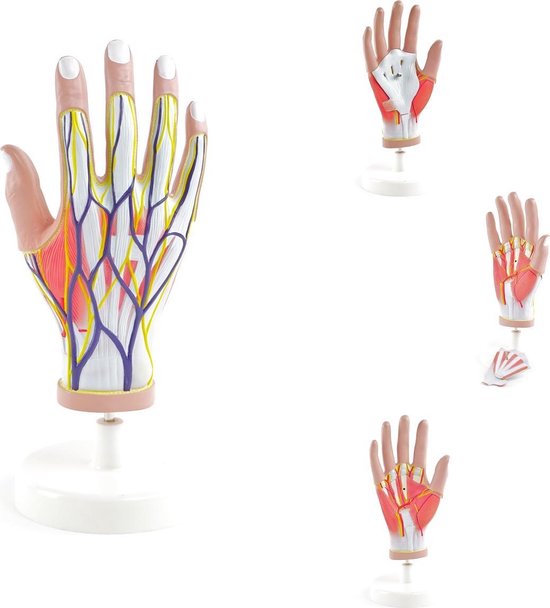 Het menselijk lichaam - anatomie model hand en pols met spieren, pezen ...