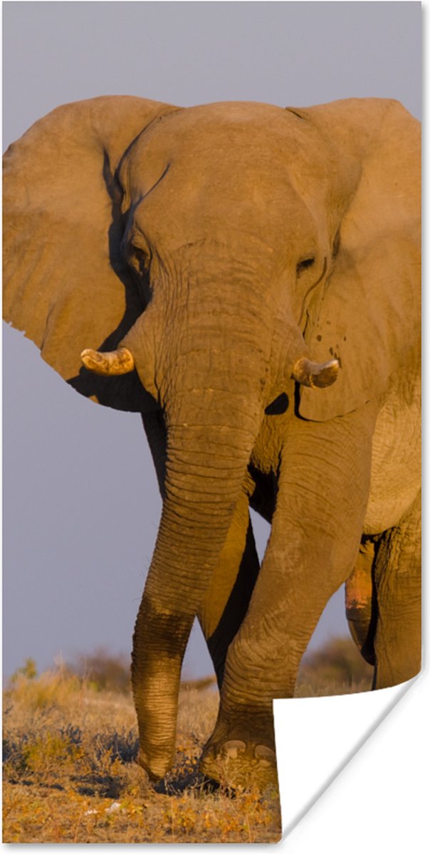 Poster Afrikaanse olifant in het zand - 75x150 cm | bol.com