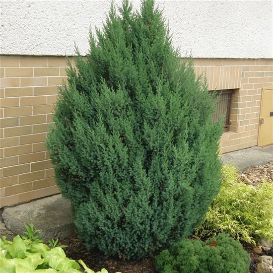 Juniperus chinensis 'Stricta' - Chinese Jeneverbes - 50-60 cm - Pot 5 ...