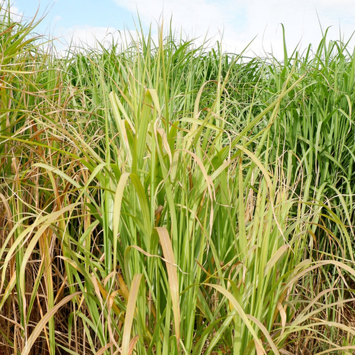 Miscanthus giganteus - Olifantengras - Planthoogte: 30 cm - Pot Ø 17 cm ...