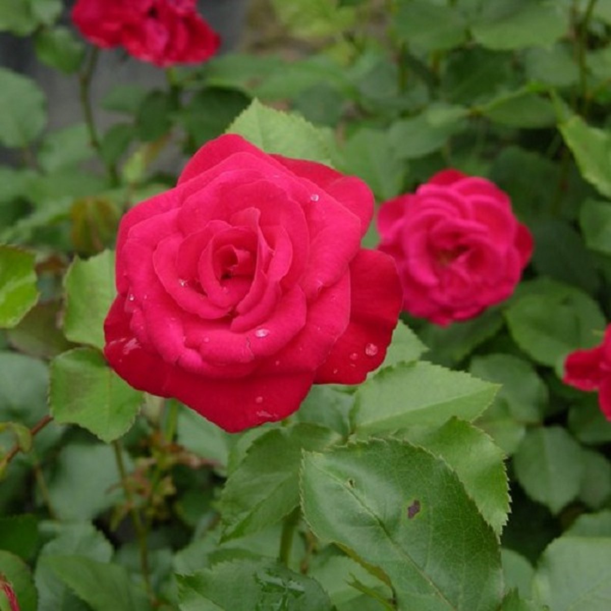 Rosa 'Wettra' - Struikroos Potmaat 3.5L | bol