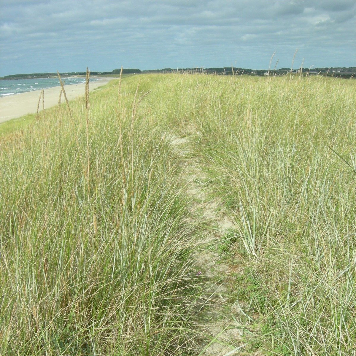 6 x Helmgras - Siergras - Ammophila Arenaria in 9x9cm pot met hoogte 5 ...