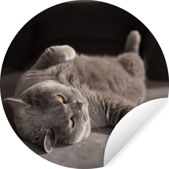 WallCircle - Muurstickers - Behangcirkel - Dier - Poes - Grijs - 100x100 cm -... | bol.com