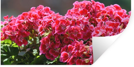 Rode geranium bloemen in een tuin Aluminium | bol.com