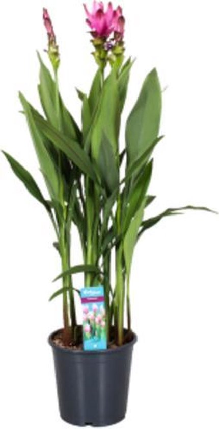 XL Curcuma Splash – Niet Giftige Kamerplant – Licht Luchtzuiverend ...