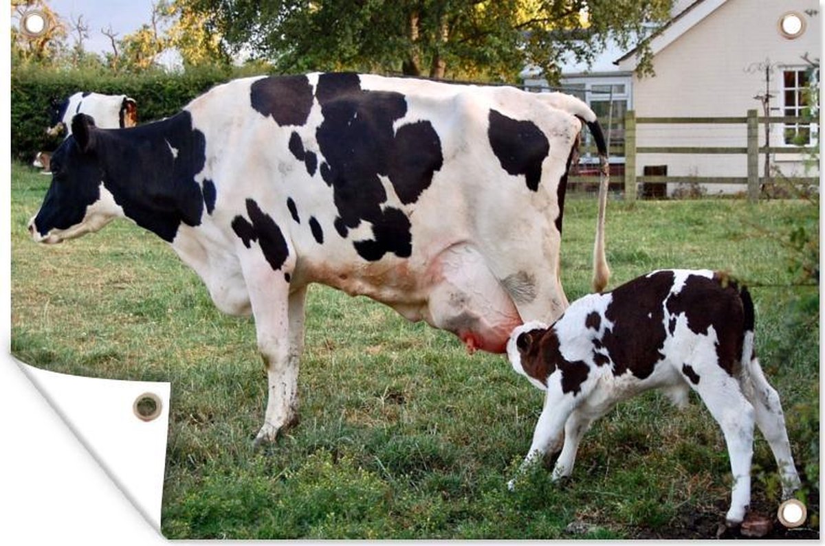 Une vache frisonne en noir et blanc avec un jeune veau buvant des ...
