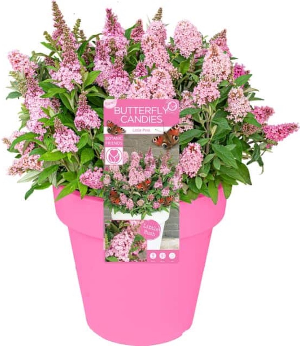 2x Buddleja davidii butterfly Candy ´Little Pink´ – Dwergvlinderstruik ...