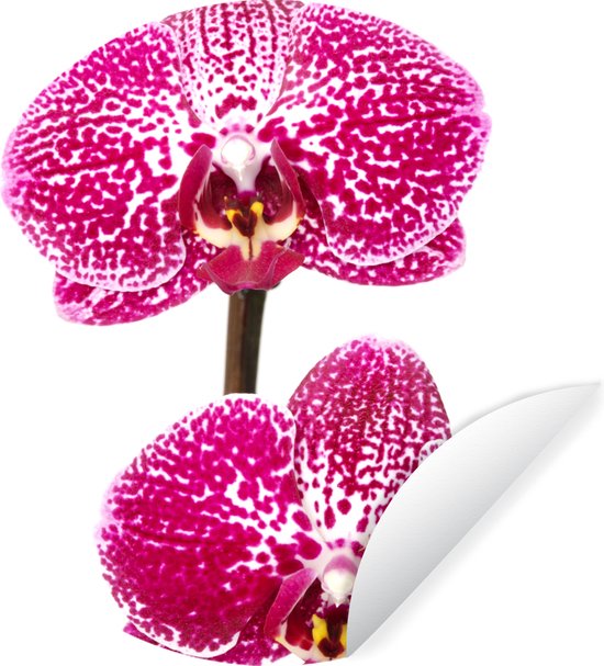 WallCircle - Muurstickers - Behangcirkel - Orchidee roze - 30x30 cm - Muurcirkel -... | bol.com