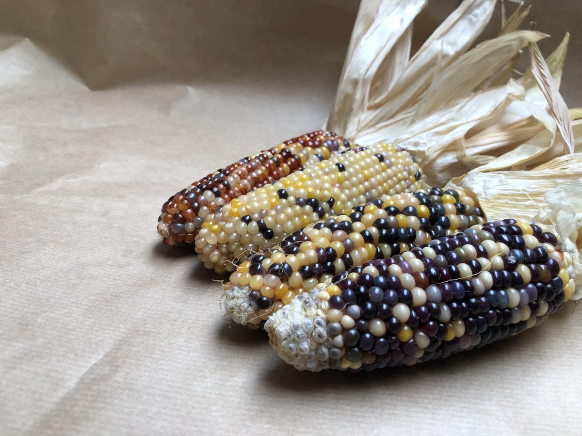 Disco Mais - Diverse kleuren - Decoratie Herfst - 12cm - 4 stuks ...