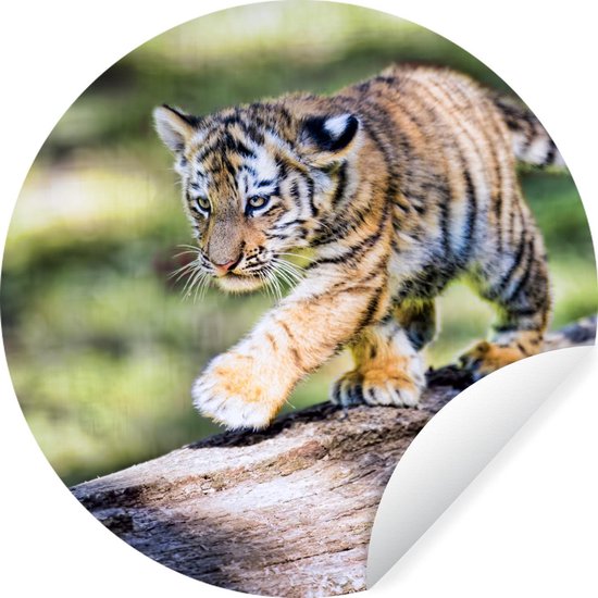 WallCircle - Muurstickers - Behangcirkel - Jonge tijger wandelt over een boomstam -... | bol