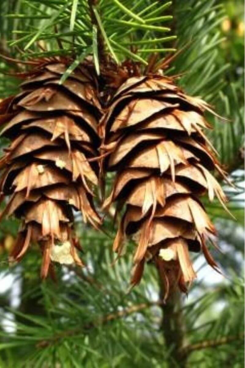 Jonge Douglasspar boom | Pseudotsuga menziesii | 40-60cm hoogte | bol.com