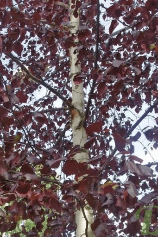 Jonge Roodbladige Berk boom | Betula pendula 'Royal Frost' | 100-150cm ...