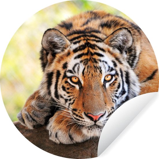 WallCircle - Muurstickers - Behangcirkel - Jonge tijger ligt op een boomstam - ⌀ 30 cm... | bol