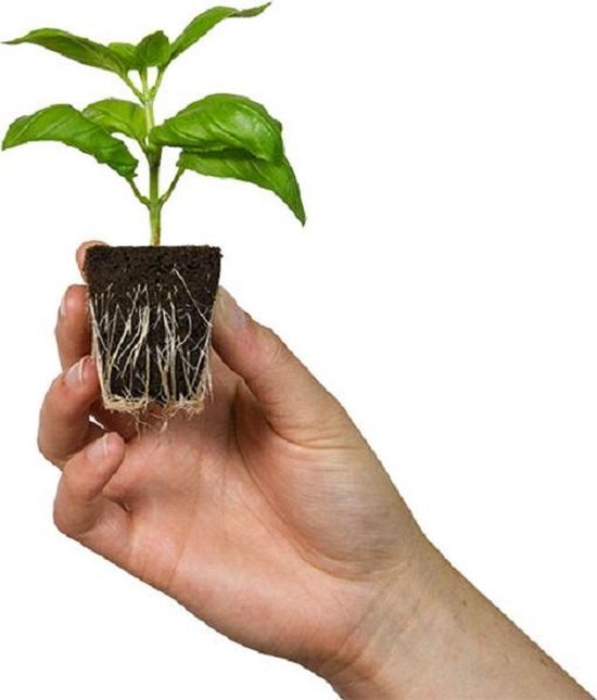 Clonex Root Riot Tray (72) - Voordeelpakket (3 stuks x 24) - Stekken ...