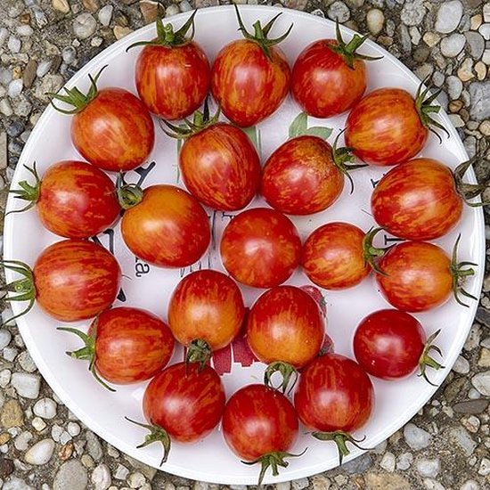 Tomaten zaden - Cherrytomaat Sunrise Bumblebee | bol