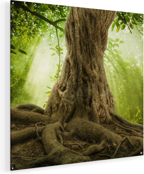 Artaza Glasschilderij - Grote Boom In Het Bos Met Wortels - 90x90 ...