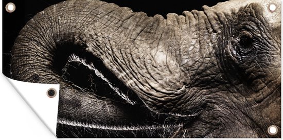 Schuttingposter Portret van een olifant met zijn slurf in zijn mond ...