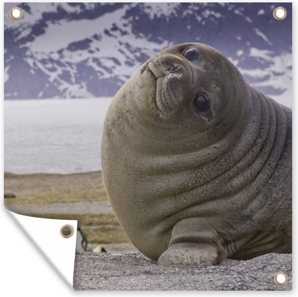 Posters de jardin Phoques - Drôles - Enfants - Garçons - Filles ...