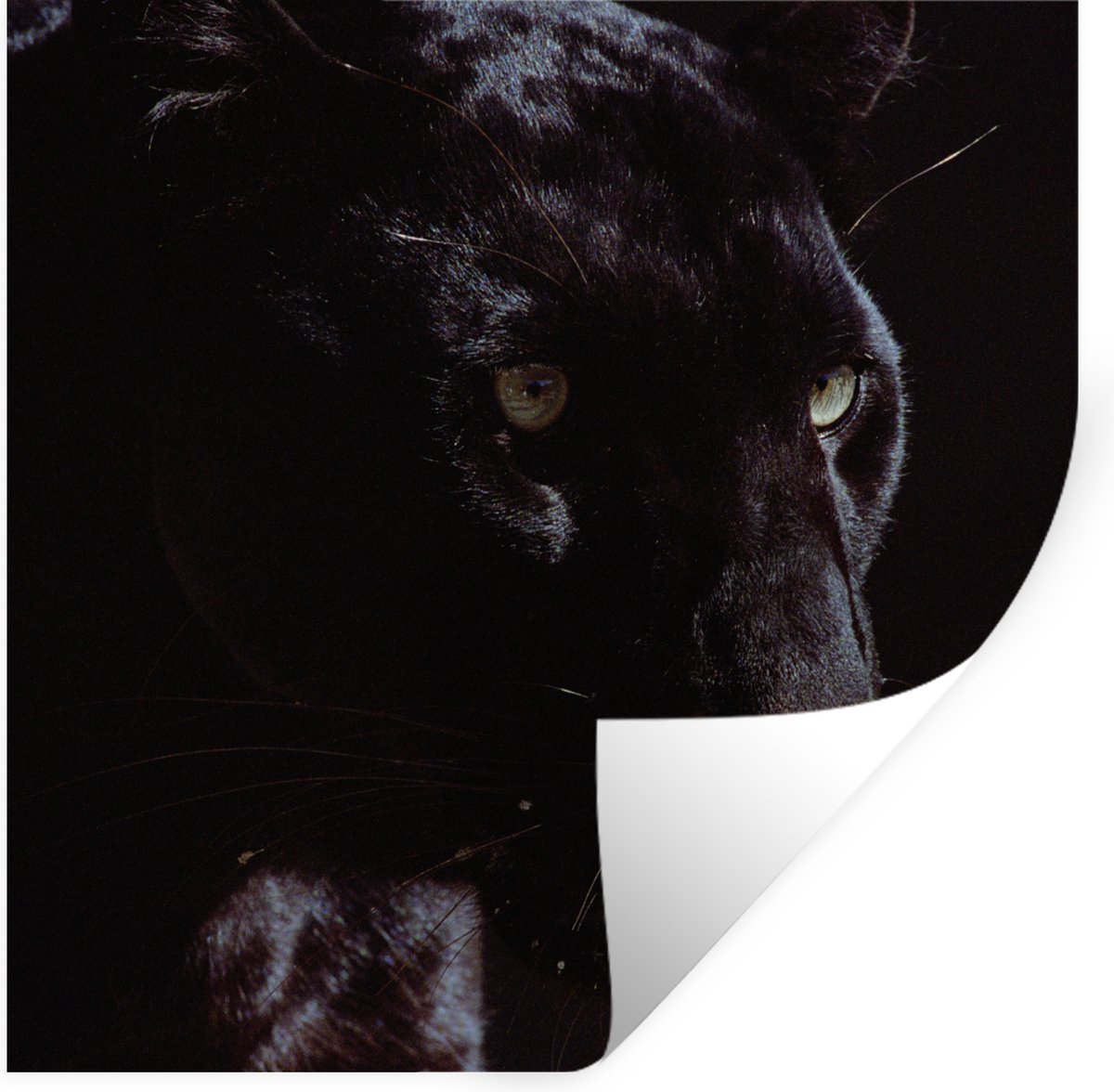 Stickers Stickers muraux - Panthère - Animal - Zwart - 80x80 cm ...