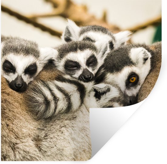 Muurstickers - Sticker Folie - Apen - Dieren - Ringstaartmaki's - 50x50 ...