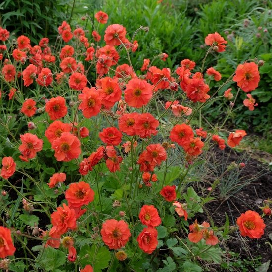Geum 'Scarlet Tempest' - Nagelkruid - Pot Ø 17 cm (2 liter) | bol