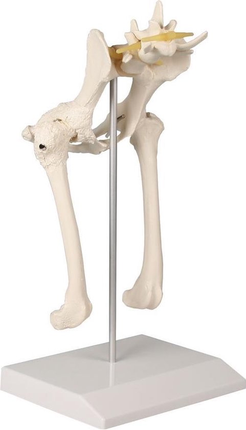 Anatomie model heup en bekken hond, 18x14x28 cm | bol