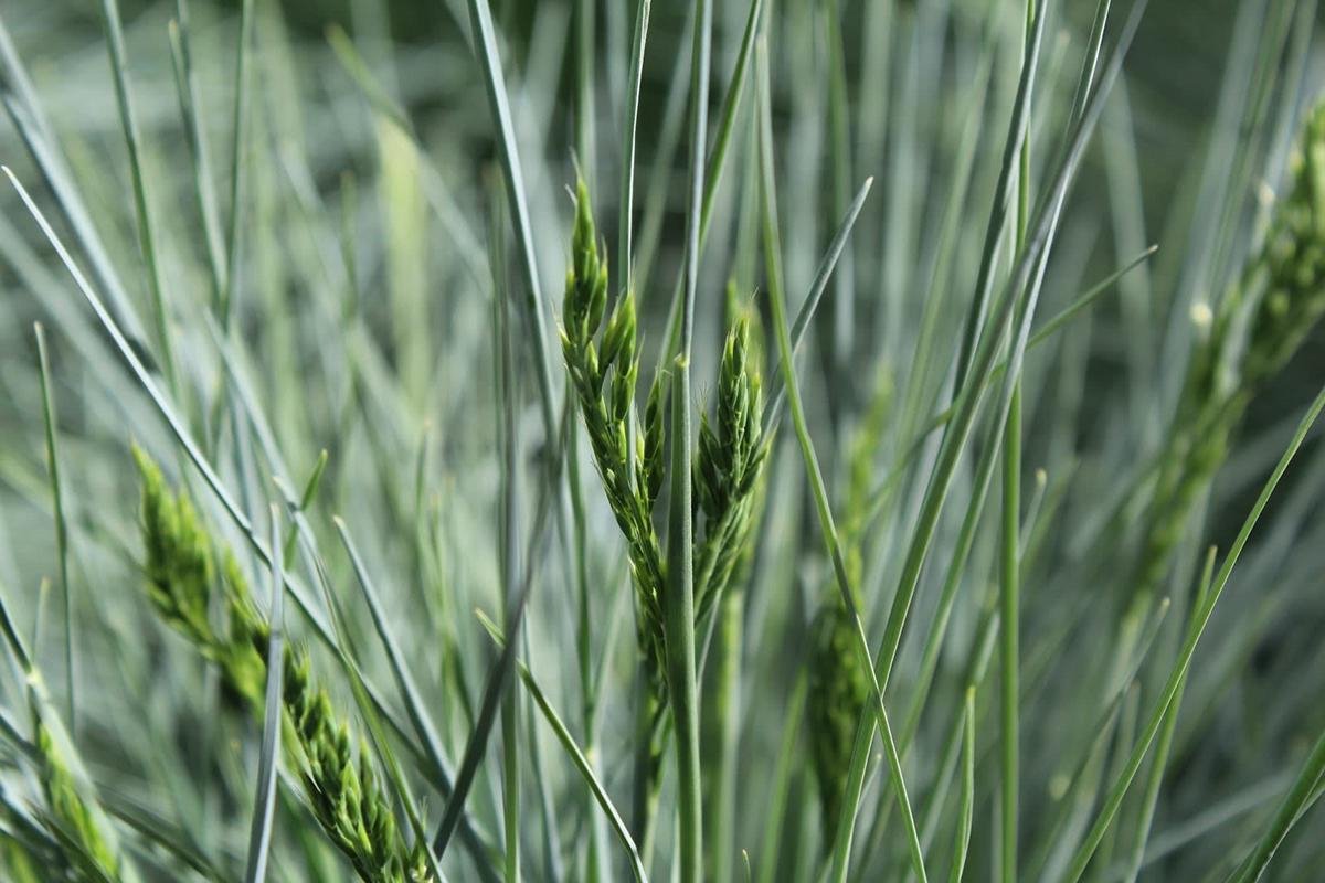 Blauw schapengras - Festuca Glauca 'Intense Blue'® - winterhard - 3 ...