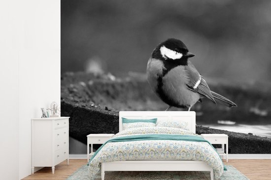 Behang - Fotobehang Koolmees op een granieten vogelbad - zwart wit ...