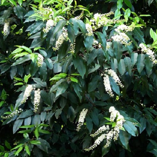 Portugese laurier - Prunus lusitanica - 40-50 cm | bol