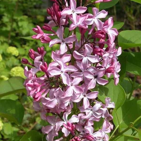 25 Stuks Sering - Syringa vulgaris 25x 40-60 cm Blote Wortel | bol