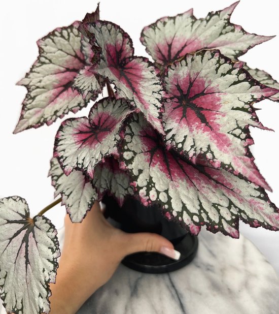 Begonia rex Salsa ↨ 25cm - hoge kwaliteit planten | bol