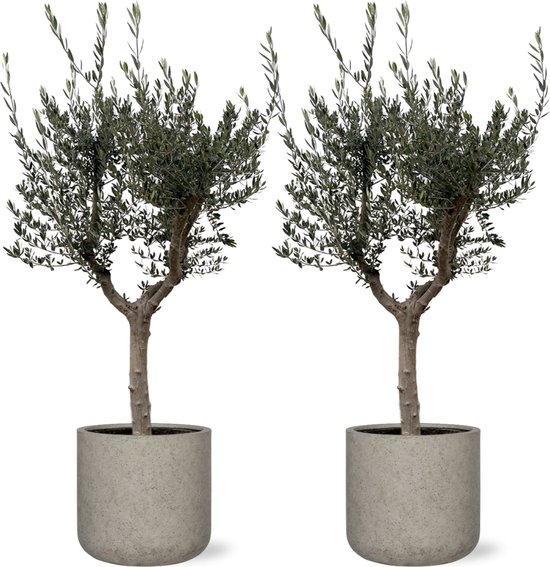 Combi deal 2x - Olijfboom Olea Europea Cultivo inclusief Charlie Beige ...