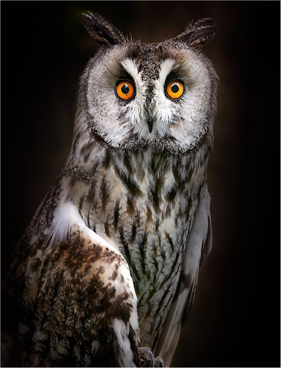 Uil Kunstdruk | Poster | bol