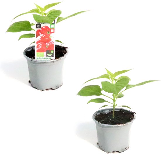 Surinaamse rode peper in kwekerspot - 2 planten - potmaat Ø9cm | bol