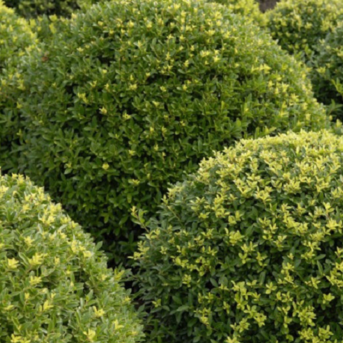 Hulst - Ilex crenata 'Dark Green' ® - 12-15 cm Pot 9x9cm | bol.com