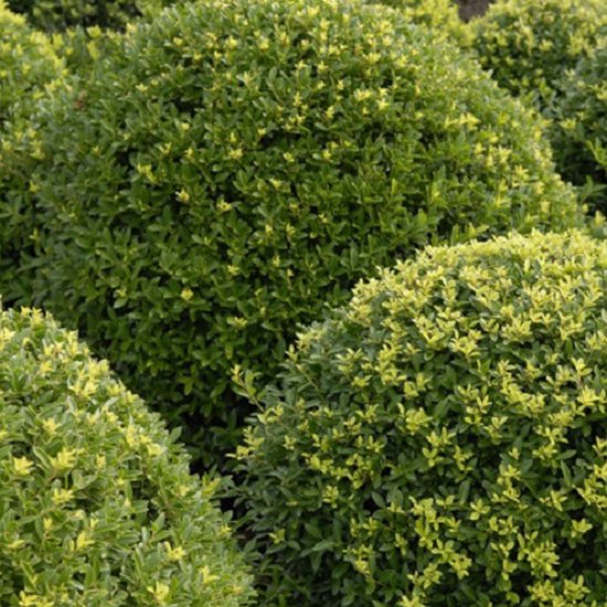 Hulst - Ilex crenata 'Dark Green' ® - 12-15 cm Pot 9x9cm | bol