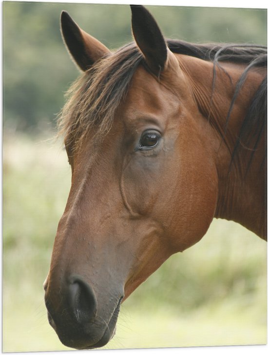 Vlag - Portretfoto van Kop van Bruin Paard met Bruine Ogen in de Wei ...
