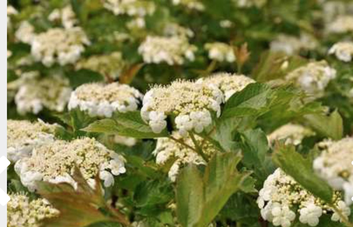 Viburnum opulus 'Compactum' - Gelderse Roos 25 - 30 cm in pot | bol