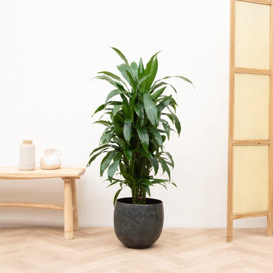 Dracaena Deremensis Janet Lind vertakt - 140cm | bol.com