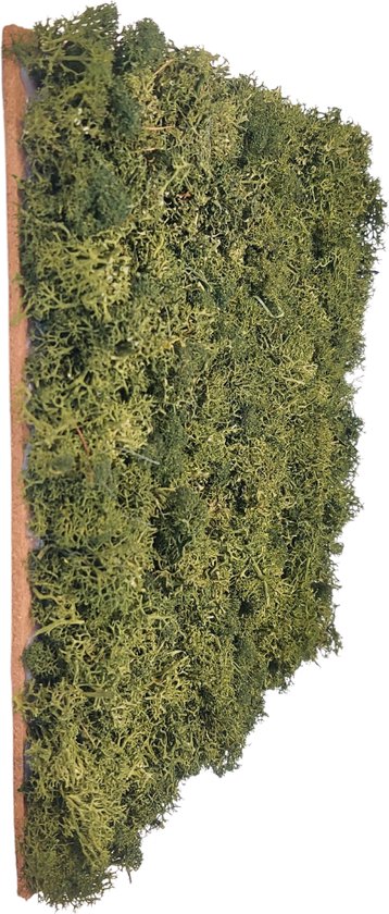 Moswand tegel op kurk - Natuurlijk mos - Akoestische mostegel - 30x30cm ...