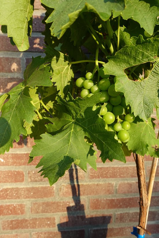 Vitis Vinifera - Druivenboom - ø 19 | bol.com