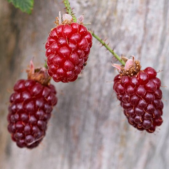 Doornloze braambes - Rubus ‘Tayberry’ - Struik 30-50 cm | bol
