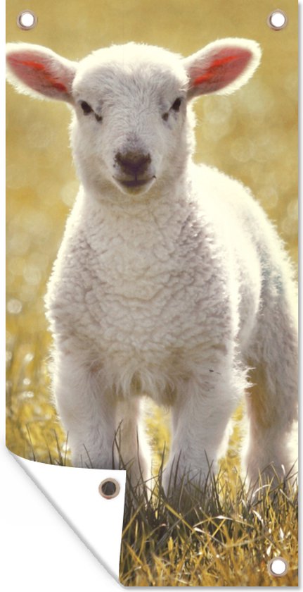Wanddecoratie buiten Schaap - Gras - Zon - 80x160 cm | bol