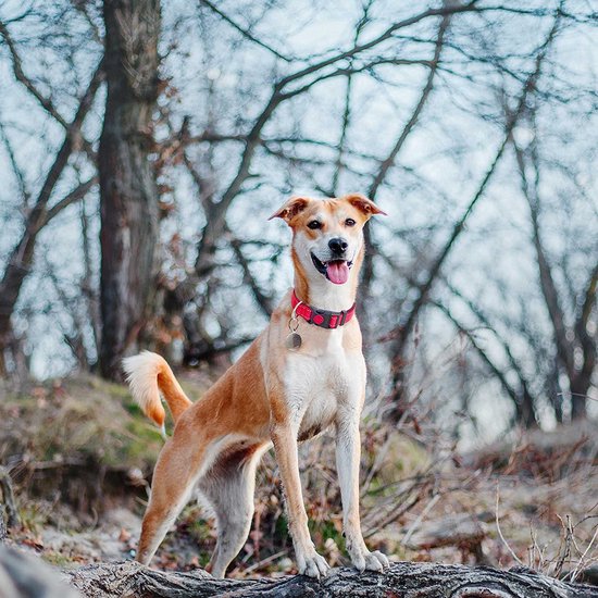 hondenhalsband gevoerd met zacht neopreen, ademende, verstelbare nylon halsbanden voor... | bol