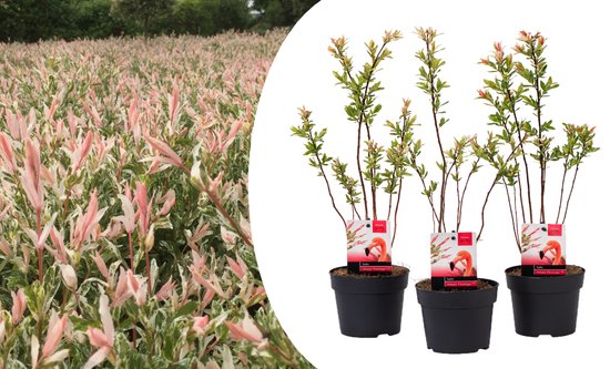 Buitenplanten - OH2 - Salix Flamingo Struiken – Bonte Flamingo Wilgen ...