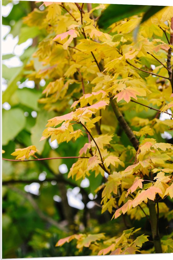 PVC Schuimplaat- Boom - Bladeren - Planten - Takken - Geel - groen ...