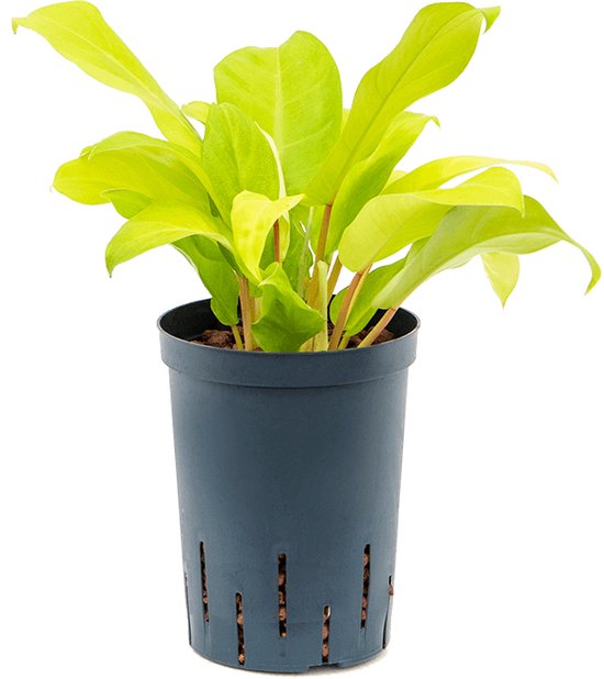 Hydroplant Philodendron Malay Gold | bol