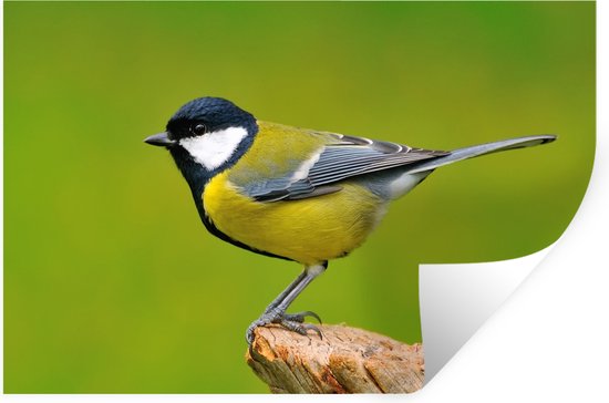 Muurstickers - Sticker Folie - Vogel - Koolmees - Dieren - Groen ...